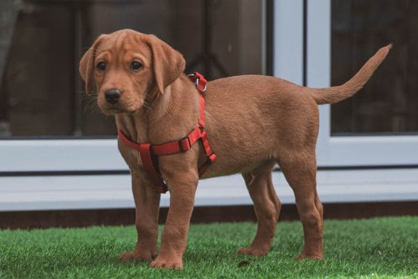 AcrobioScience | Animal Shelter